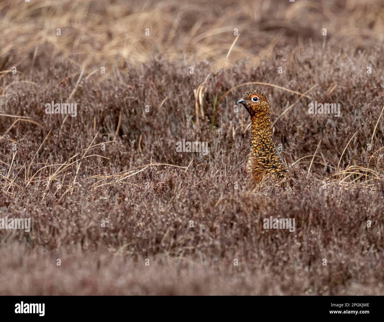 A female Red Grouse, Lagopus lagopus scotica on Ilkley Moor, Ilkley ...