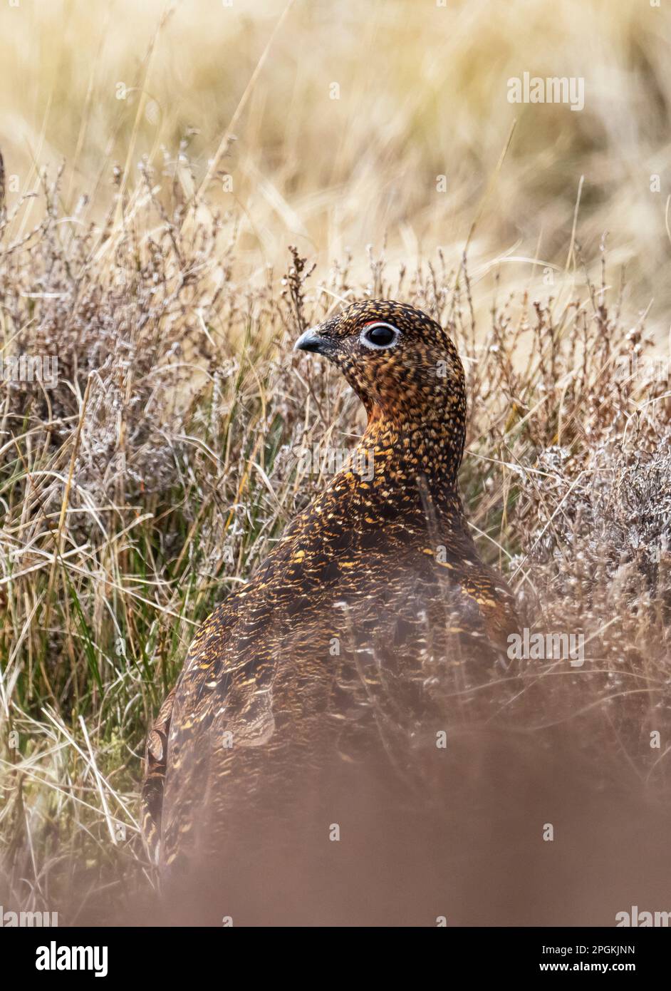 A female Red Grouse, Lagopus lagopus scotica on Ilkley Moor, Ilkley ...