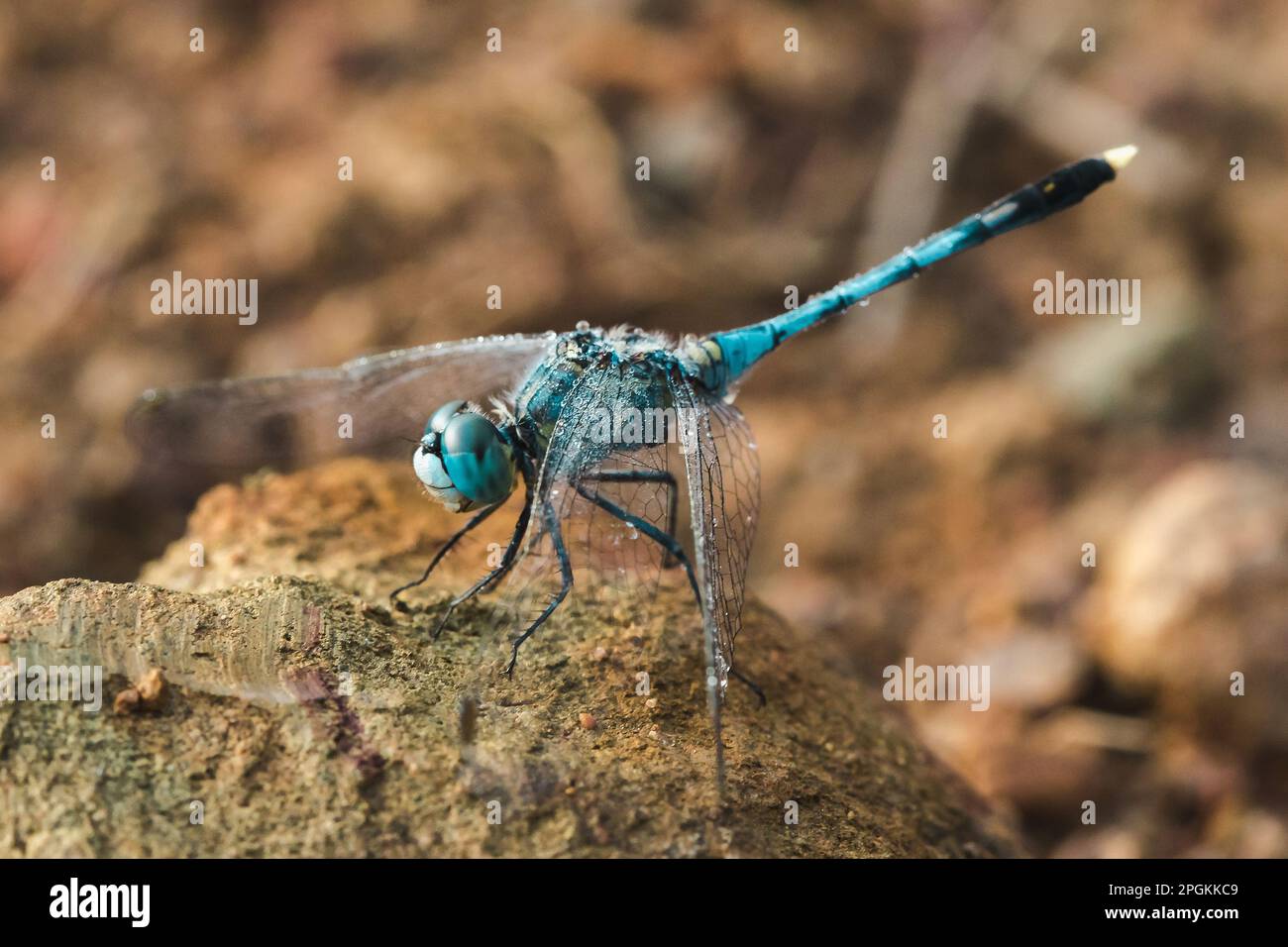 Australia insect damselfly hi-res stock photography and images - Alamy