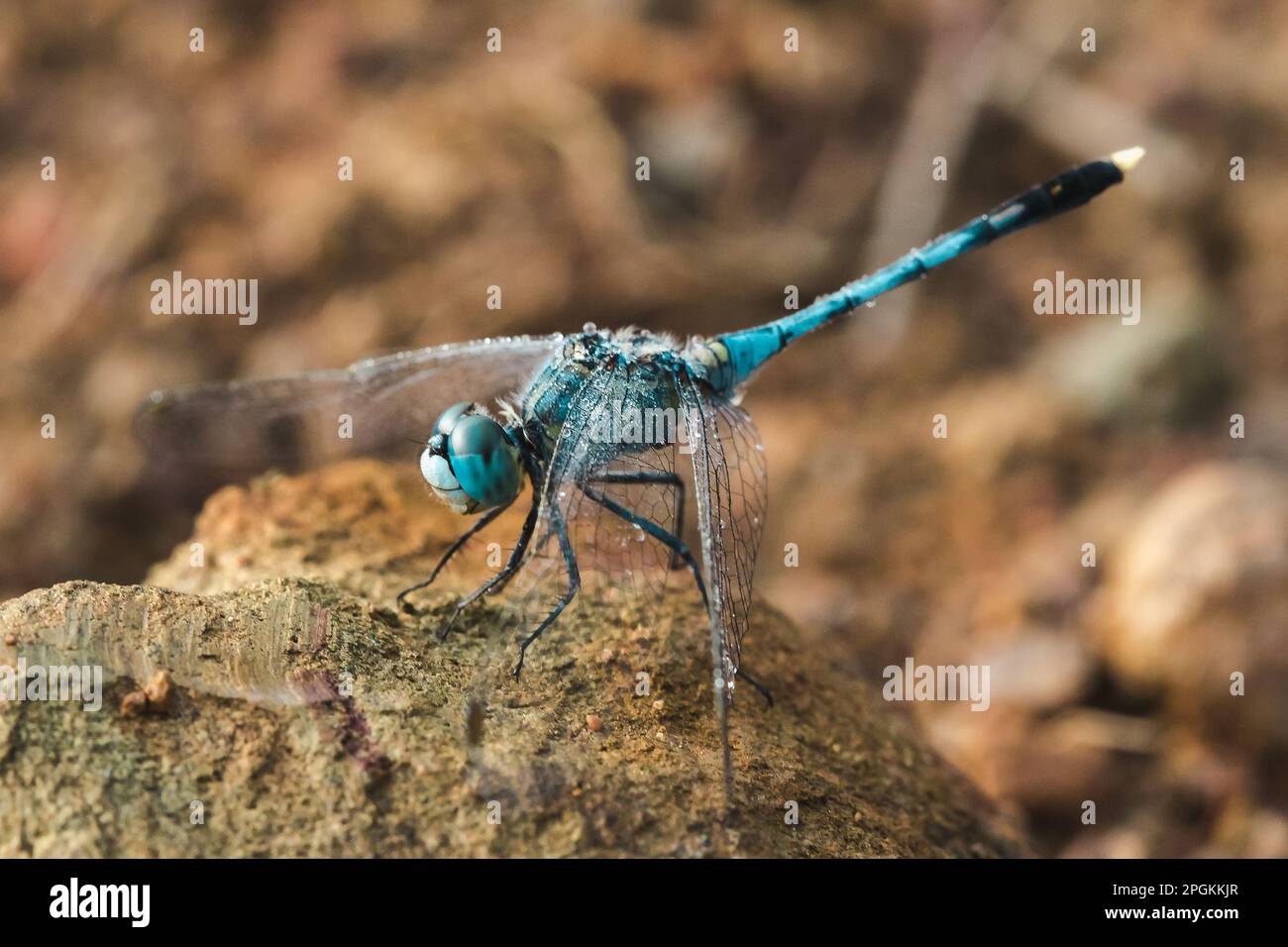 Blue dragonfly on stone, dragonfly, blue eyes, blue eyes Macro ...