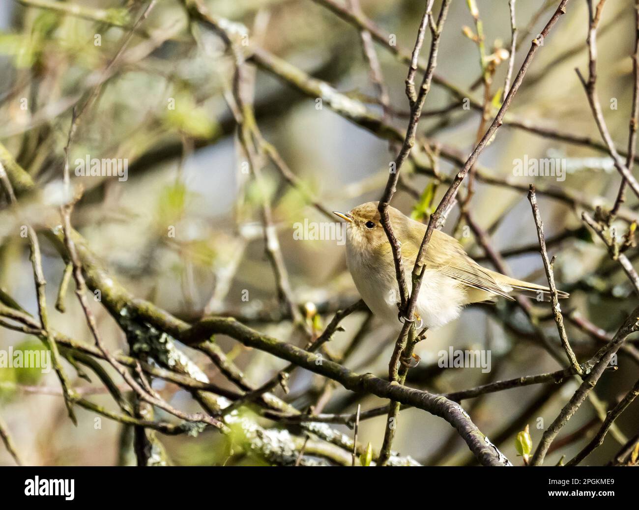 A Chiffchaff, Phylloscopus collybita in Ambleside, Lake District, UK ...