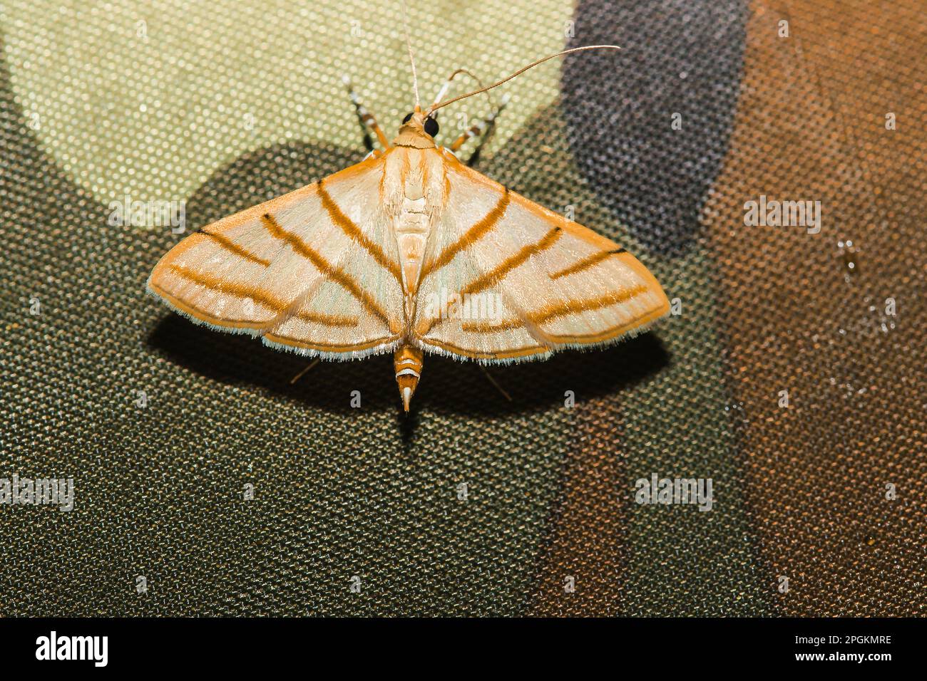 Indian moths hi-res stock photography and images - Alamy