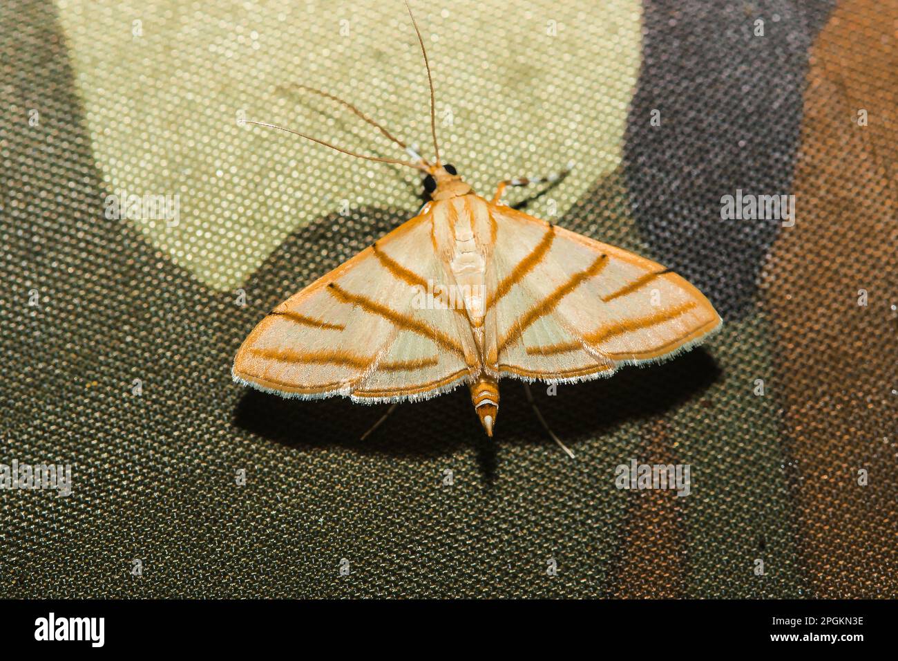 Indian moths hi-res stock photography and images - Alamy