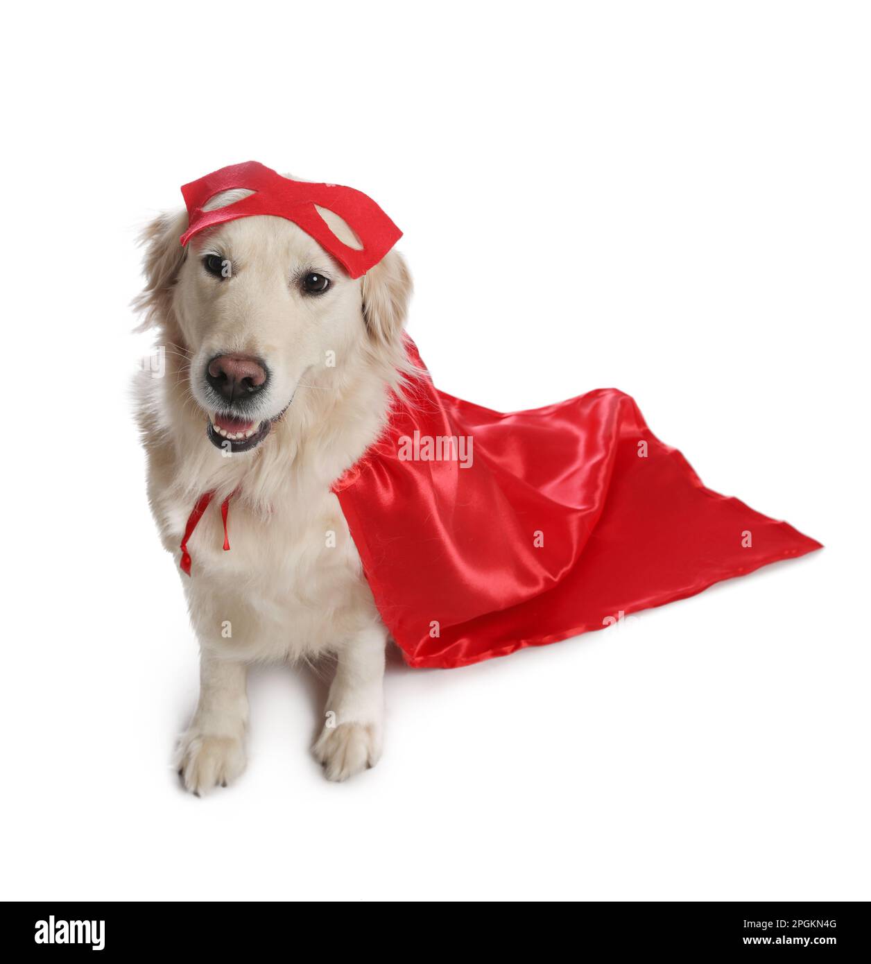 Adorable dog in red superhero cape on white background Stock Photo - Alamy