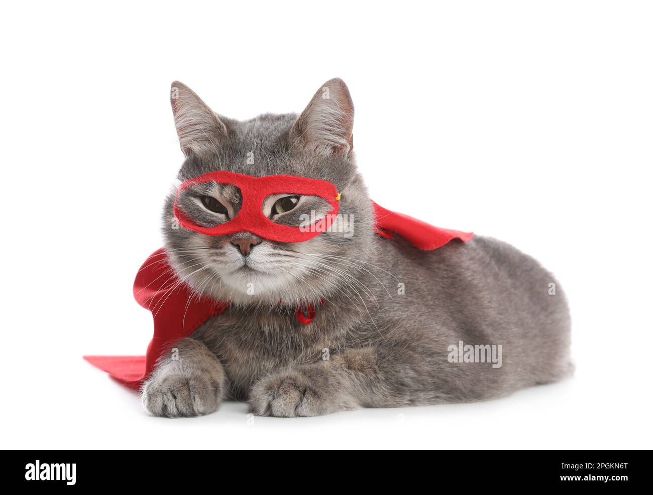 Adorable cat in red superhero cape and mask on white background Stock ...
