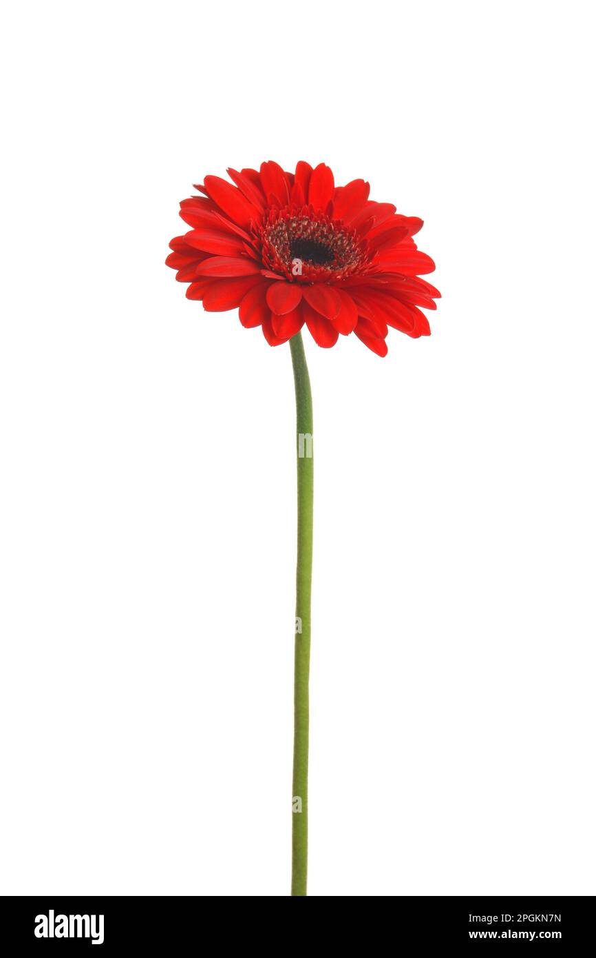 Beautiful red gerbera flower on white background Stock Photo - Alamy