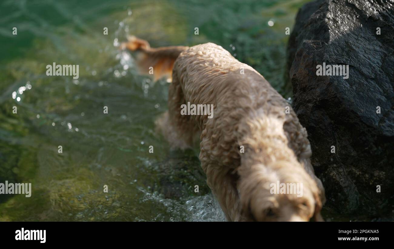 Wet dog shaking inside hi-res stock photography and images - Alamy