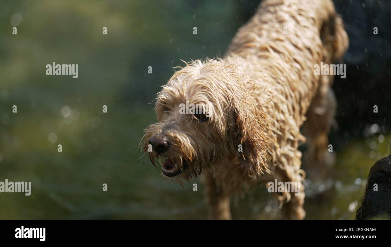 Wet dog shaking inside hi-res stock photography and images - Alamy