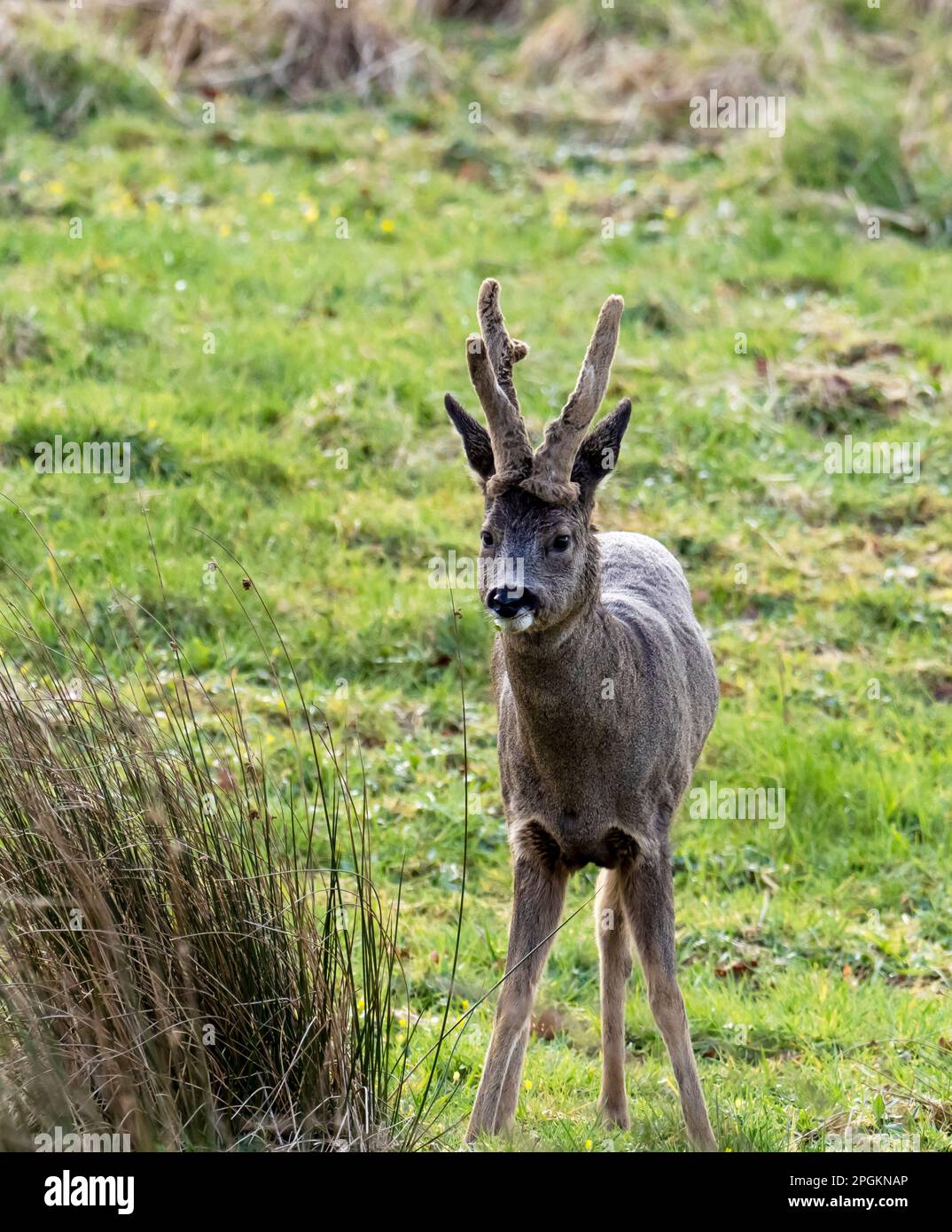 A stag, Roe Deer, Capreolus capreolus with antlers still in velvet in ...