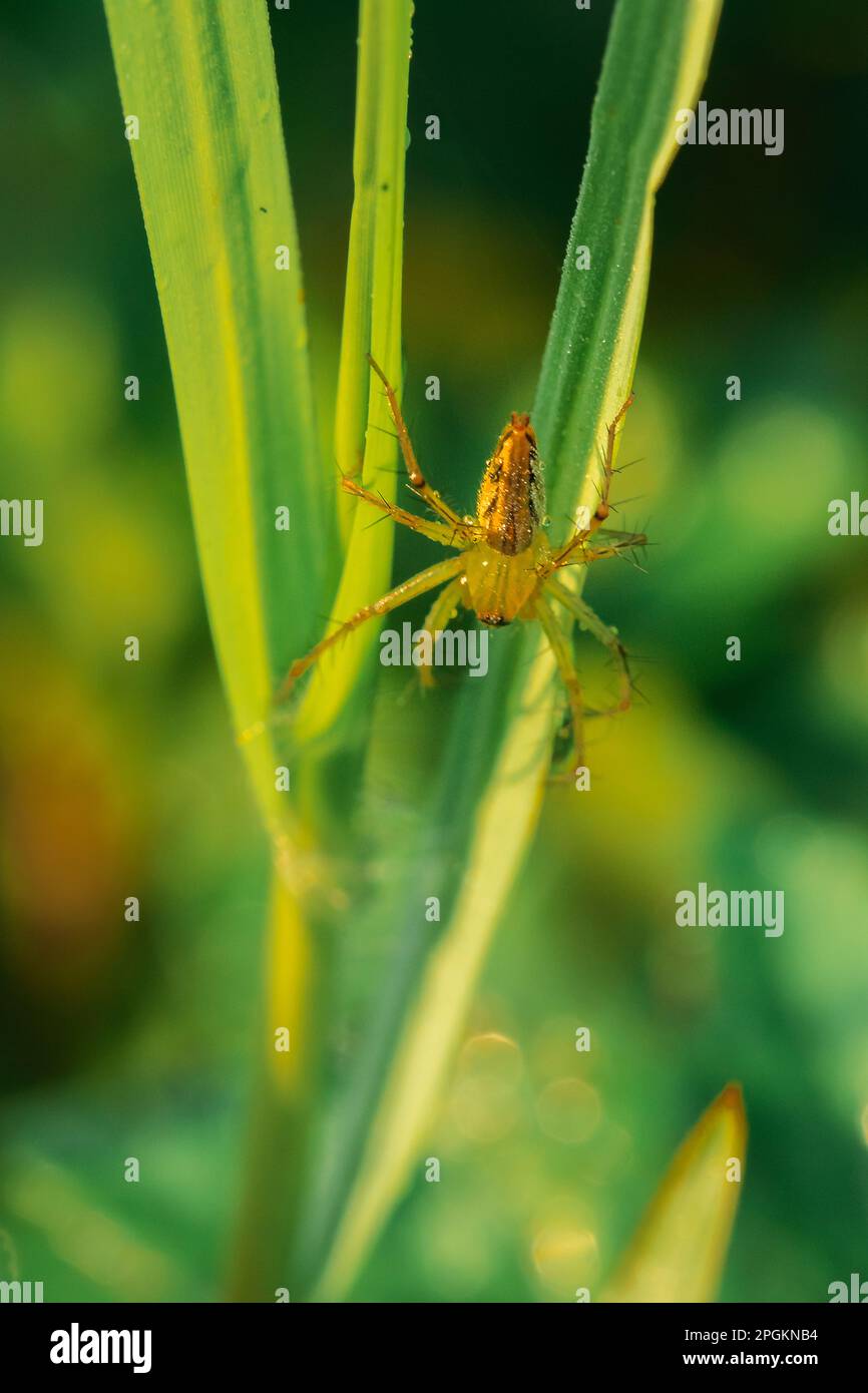 Jumping spider on leaf Jumping spider is a group of spiders in the ...