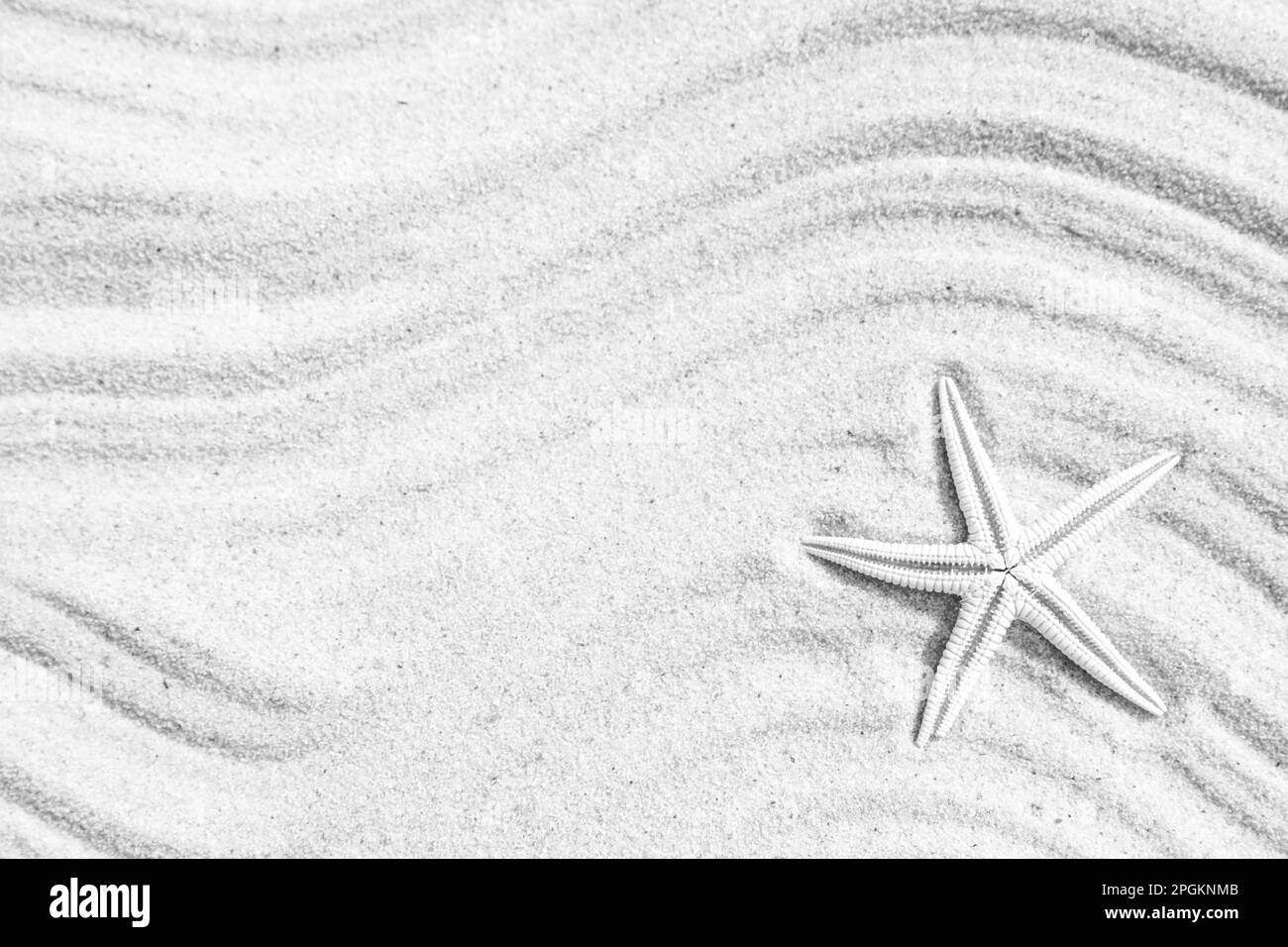 White Starfish On Beach