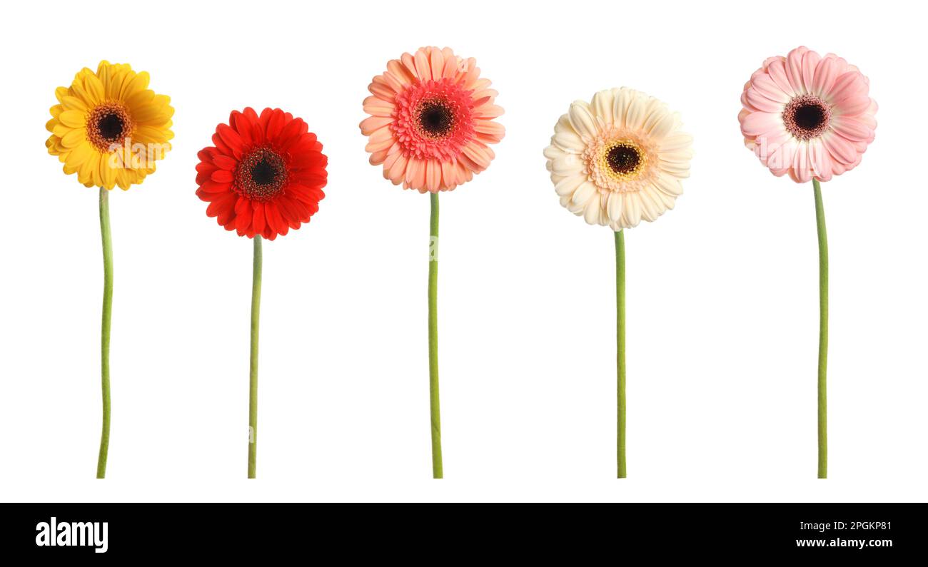 Set with beautiful gerbera flowers on white background. Banner design ...