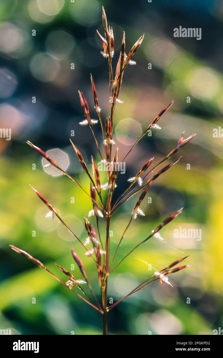 Grass pollen in nature Are breaking out for distribution Stock Photo ...
