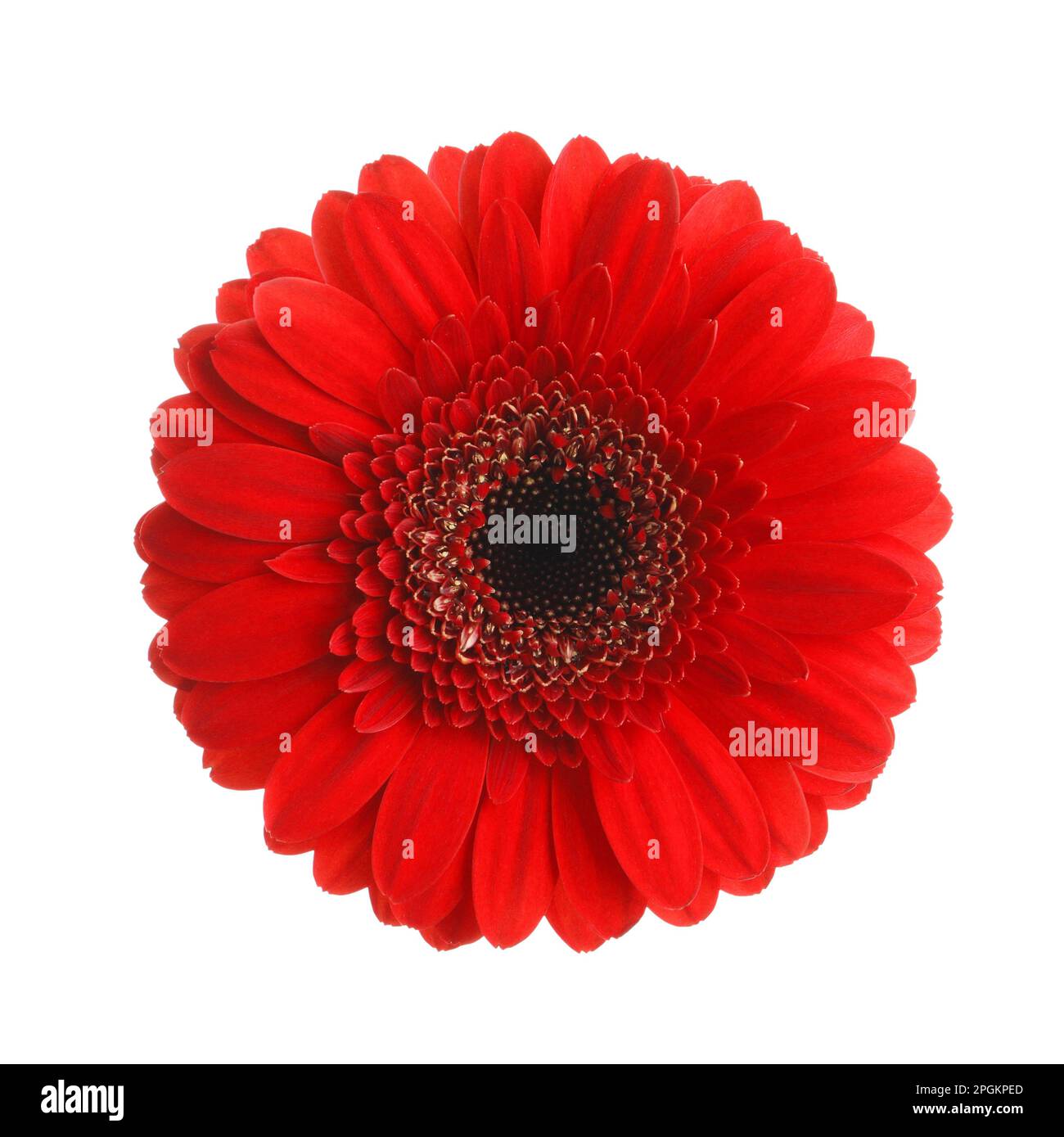 Beautiful red gerbera flower on white background Stock Photo - Alamy