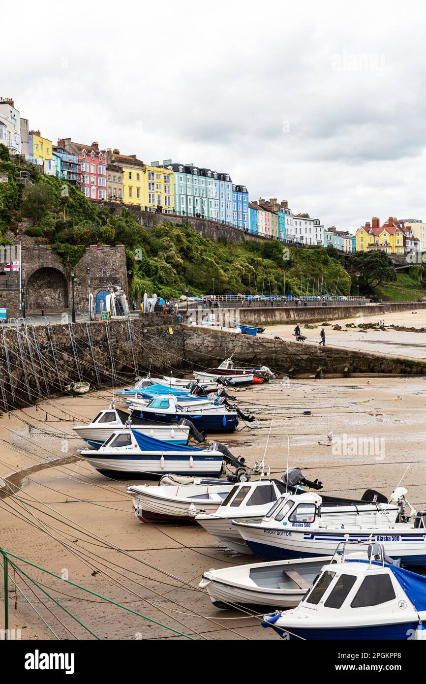 Tenby harbour and town houses overlooking, Tenby, Pembrokeshire, Wales ...