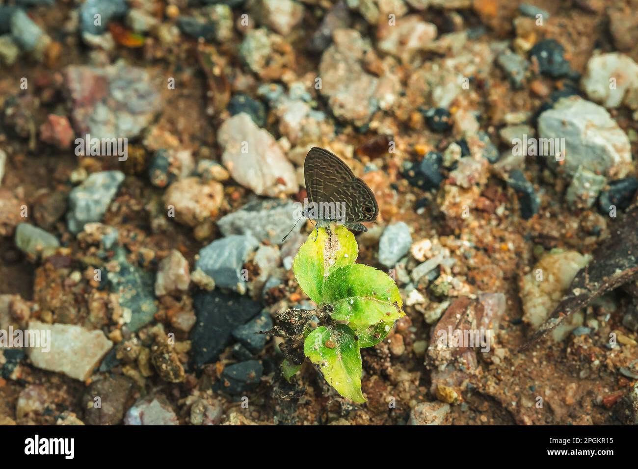 Anthene emolus on foliage, found in open spaces and grasslands, mostly ...