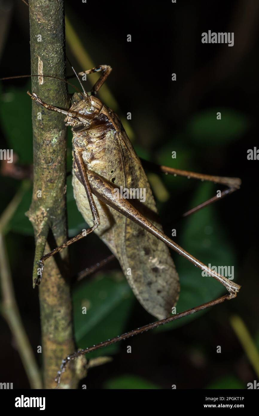 Brown grasshopper , Large grasshoppers, harmonious colors Some are all ...