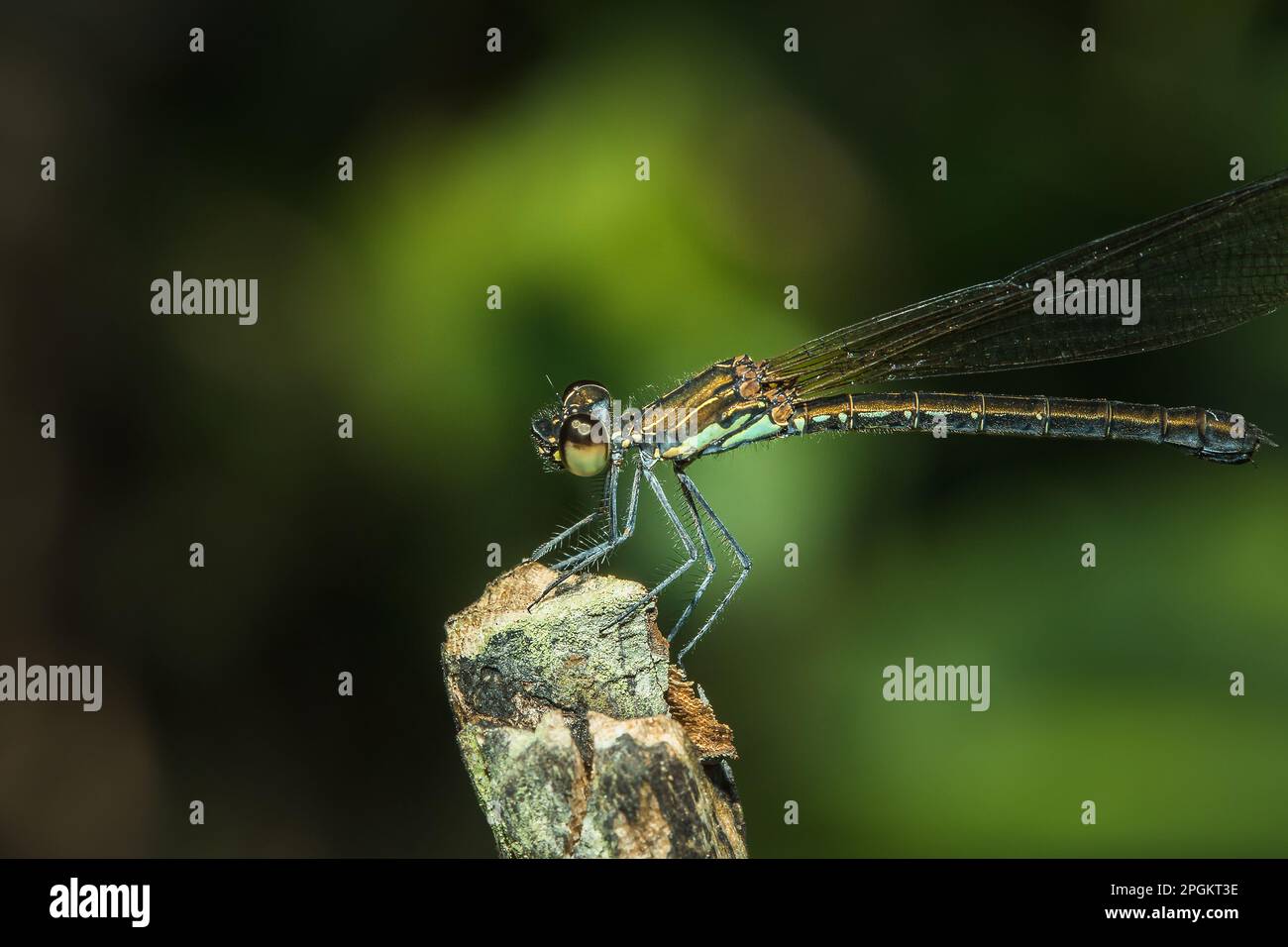 Dragonfly neurobasis chinensis hi-res stock photography and images - Alamy