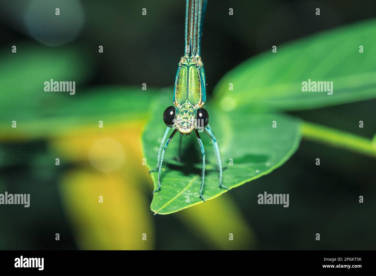 Neurobasis chinensis on leaf, Stream Glory on leaf, Oriental Greenwing ...