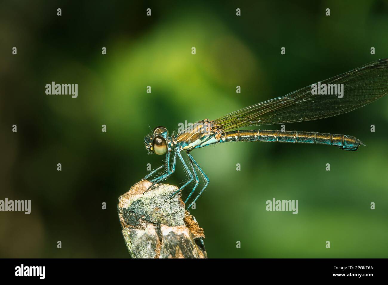 Neurobasis chinensis chinensis hi-res stock photography and images - Alamy