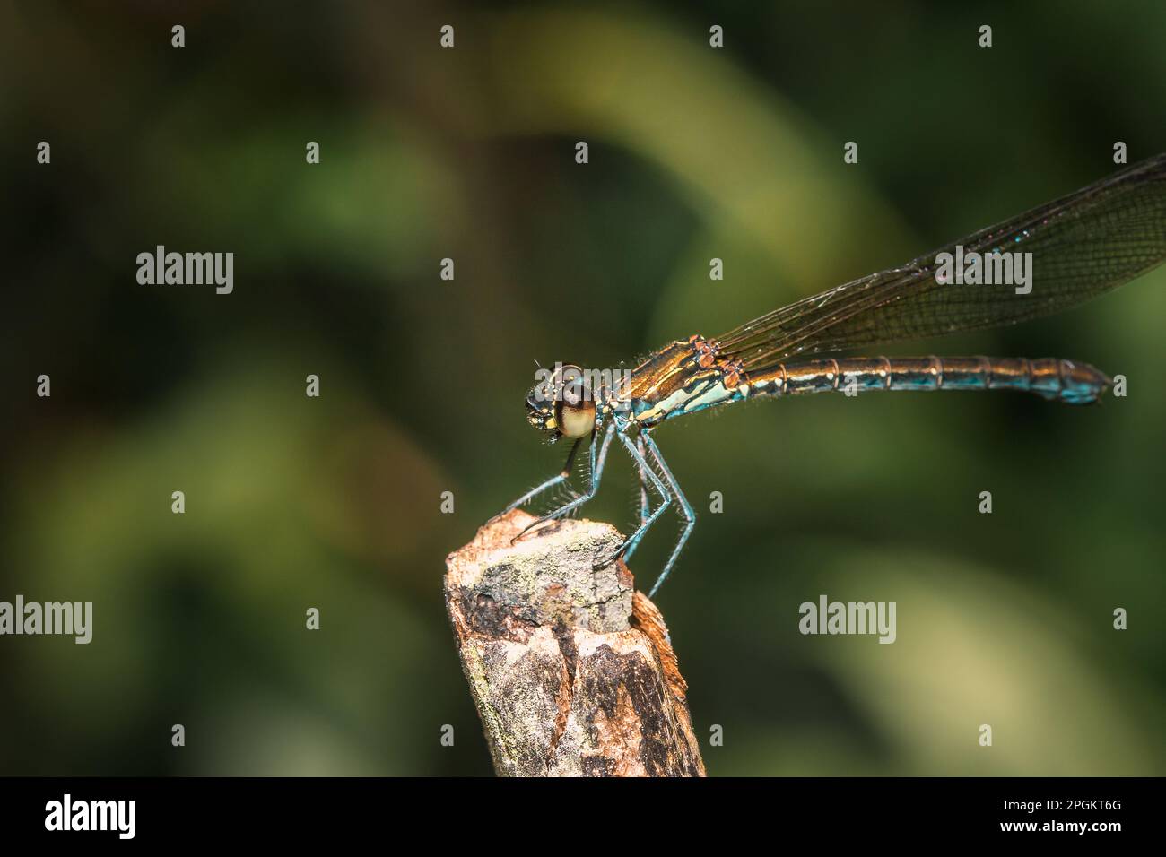 Glory damselfly hi-res stock photography and images - Alamy