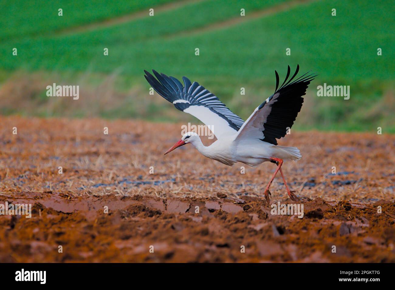 Beautiful stork hi-res stock photography and images - Alamy