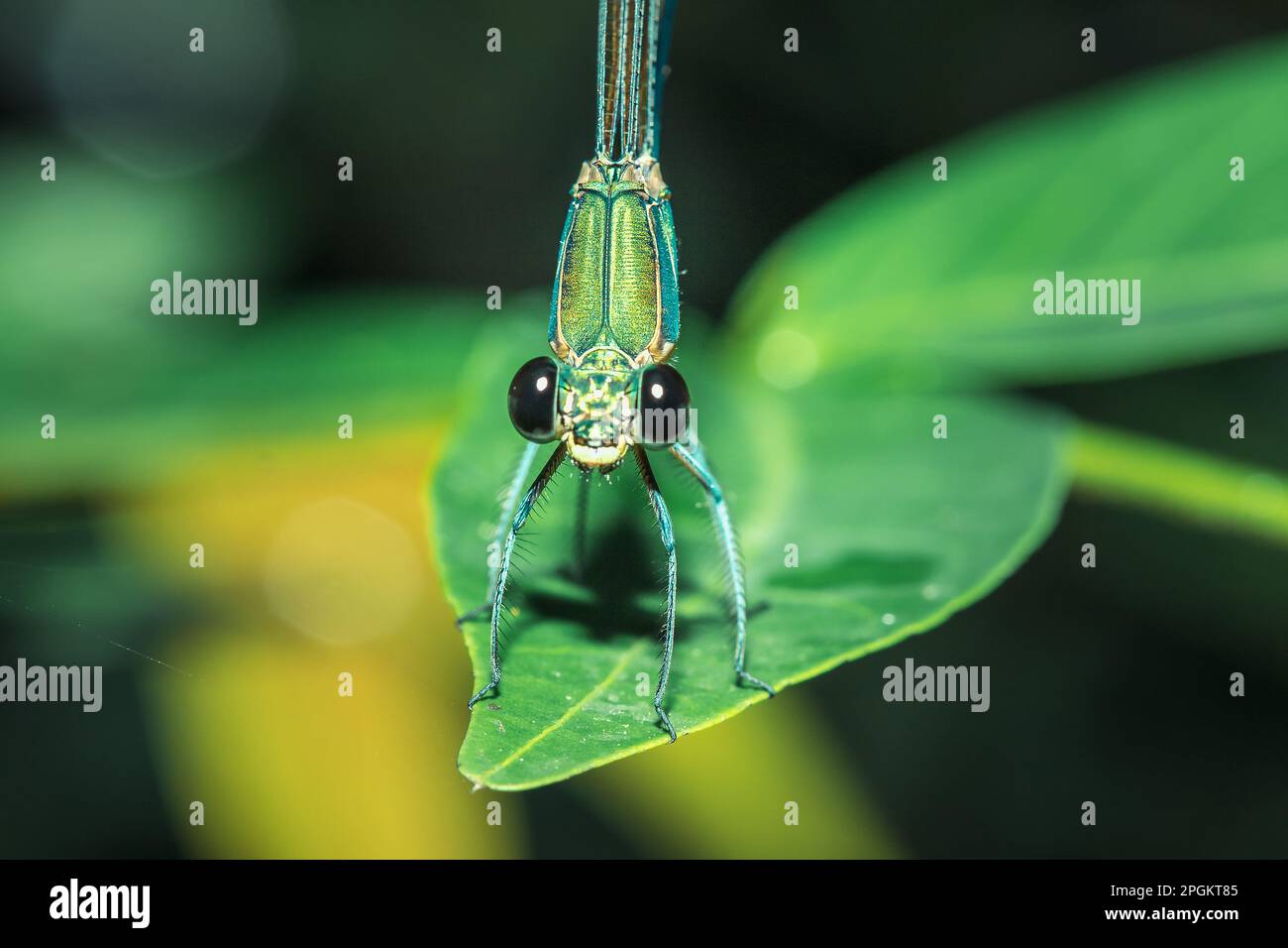 Glory damselfly hi-res stock photography and images - Alamy
