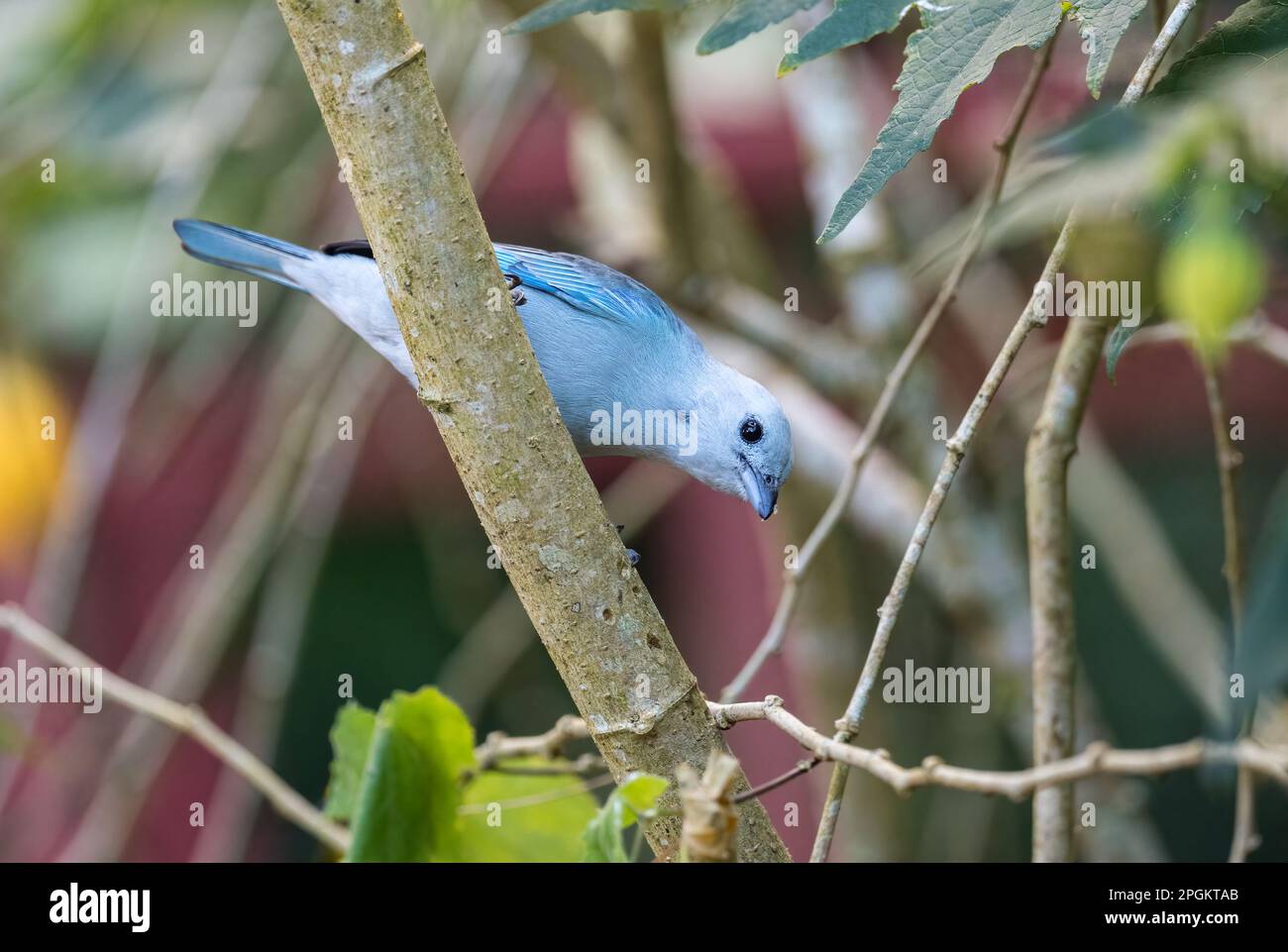 Blue-gray Tanager - Thraupis episcopus, beautiful colorful blue ...