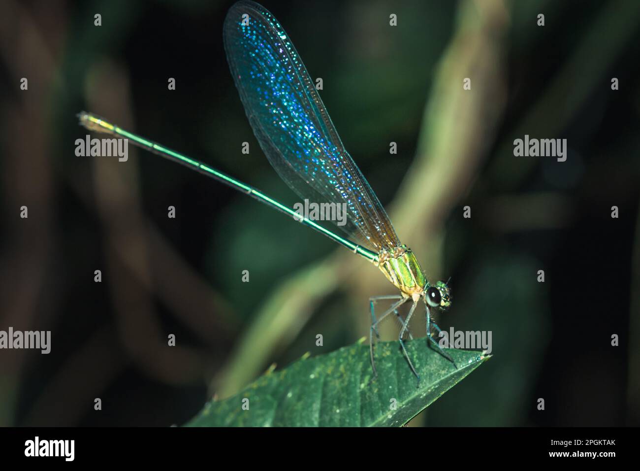 Neurobasis chinensis on leaf, Stream Glory on leaf, Oriental Greenwing ...