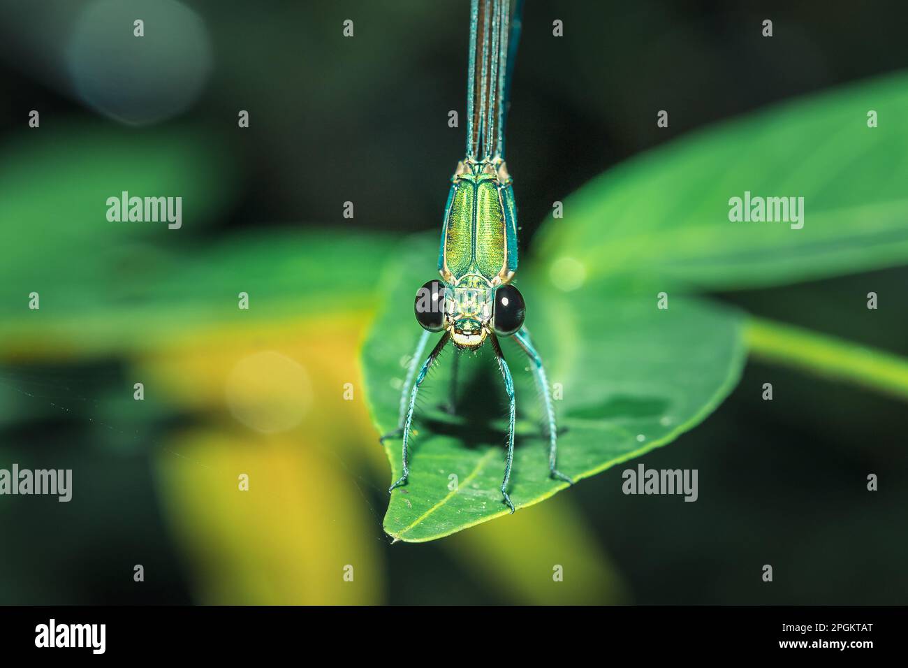Neurobasis chinensis on leaf, Stream Glory on leaf, Oriental Greenwing ...