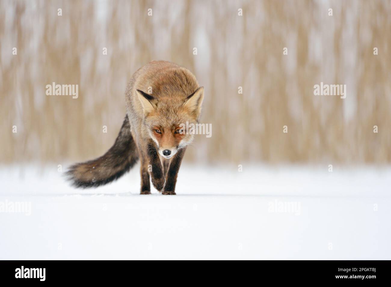 devious... Red fox ( Vulpes vulpes ) running over an ice surface ...