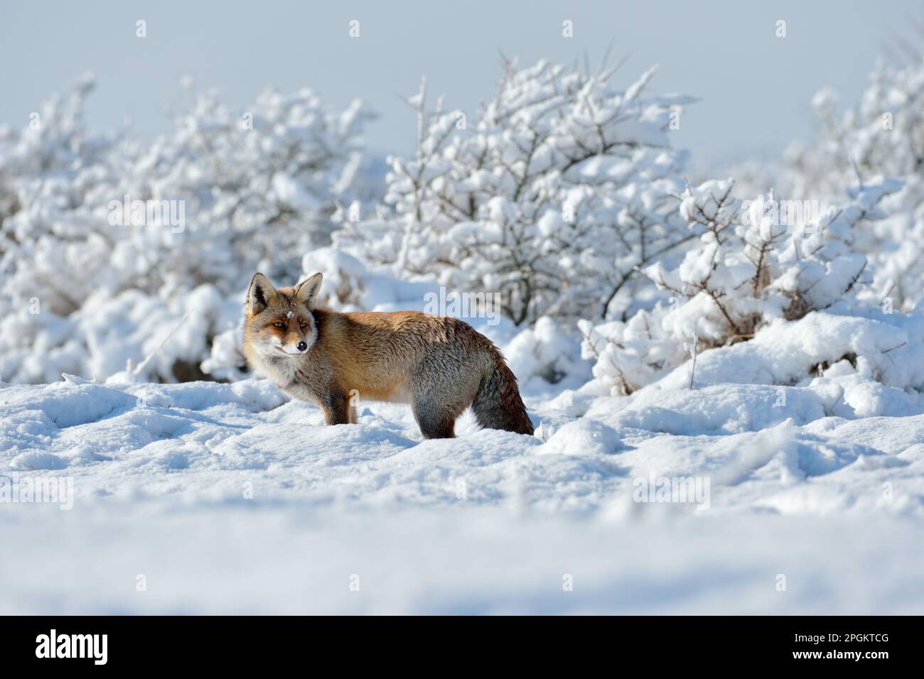 in deep snowy landscape... Red fox ( Vulpes vulpes ) in winter, on a ...
