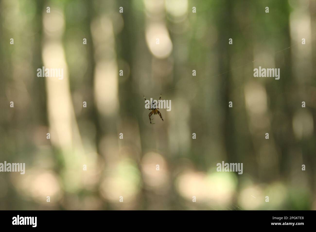 Spider upside down in the forest hi-res stock photography and images ...