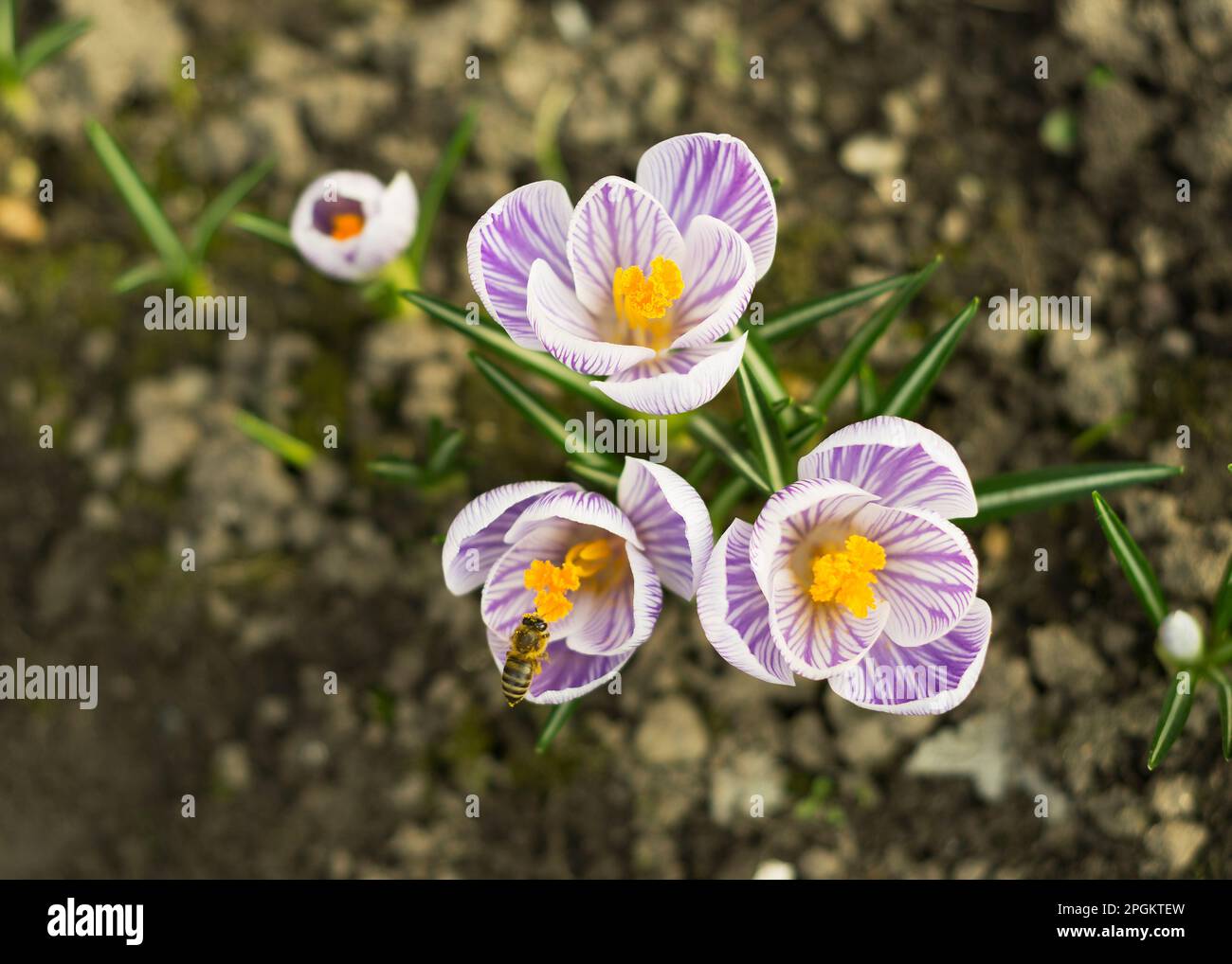 Bunch of light blue crocuses blooming in the field 5 Stock Photo - Alamy