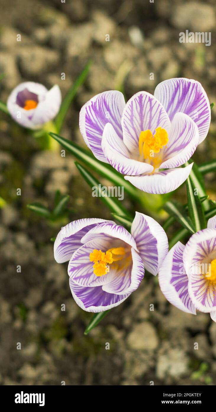 Bunch of light blue crocuses blooming in the field 6 Stock Photo - Alamy