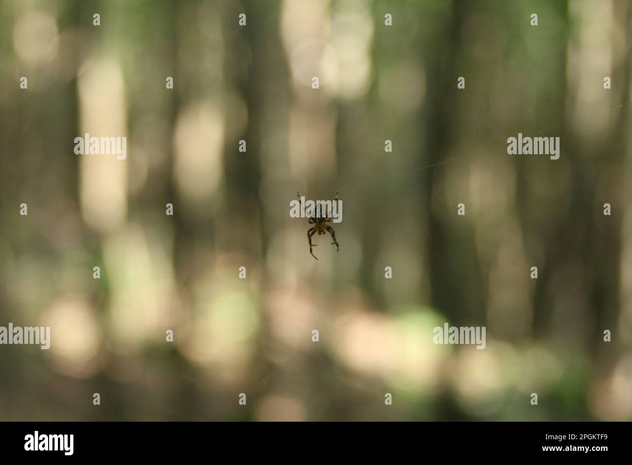 Spider upside down in the forest Stock Photo - Alamy