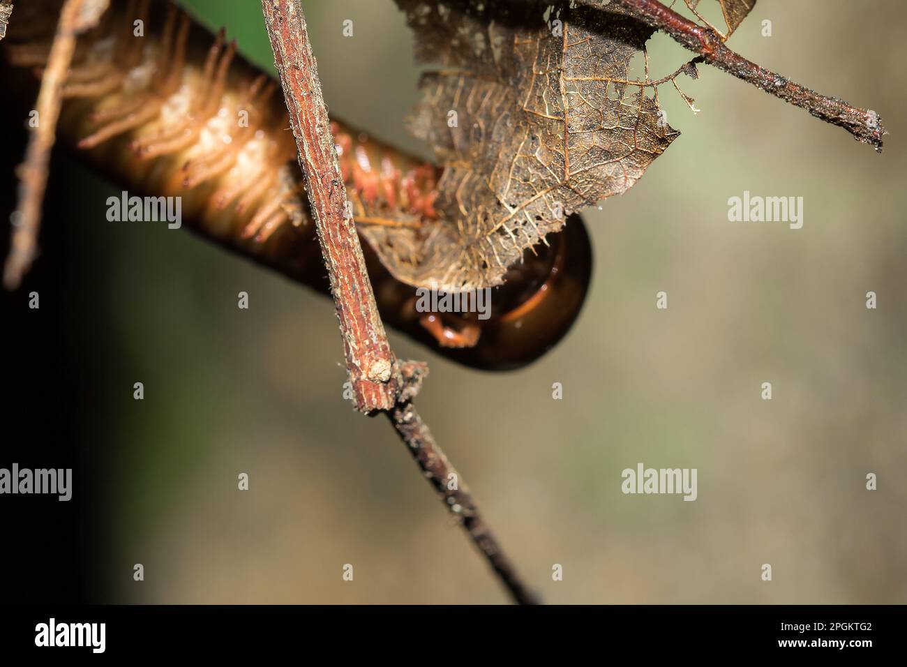 Millipede legs are on the branches. Millipedes have segments, each with ...