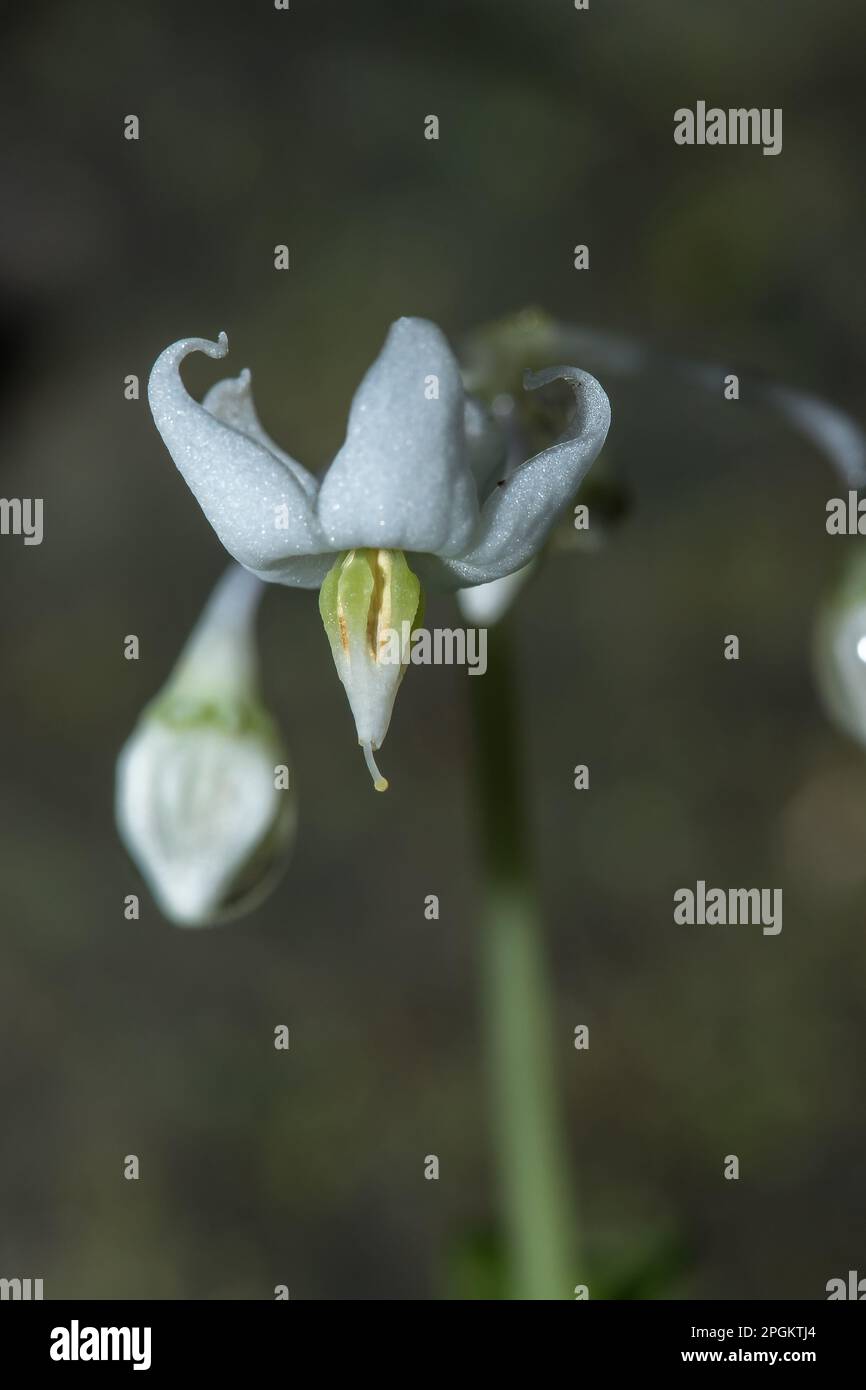 Tiny white flowers in the forest in the rocky gorges, Small white ...