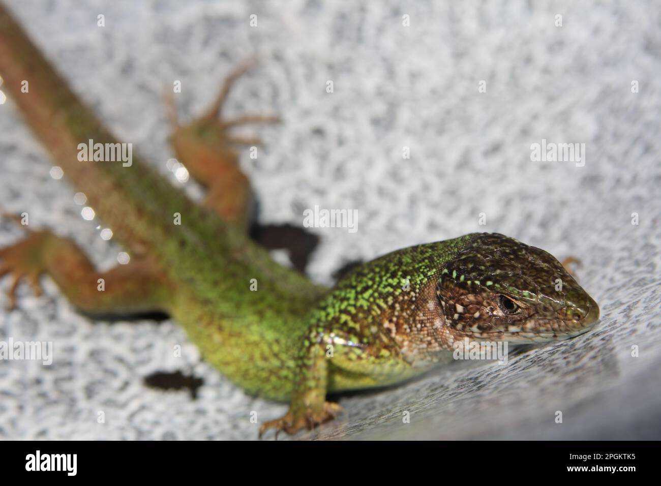 European Green Lizard (Lacerta viridis) in cauldron Stock Photo - Alamy