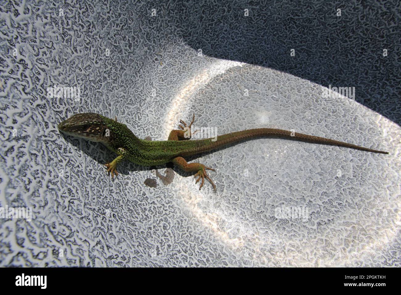 European Green Lizard (Lacerta viridis) in cauldron Stock Photo - Alamy