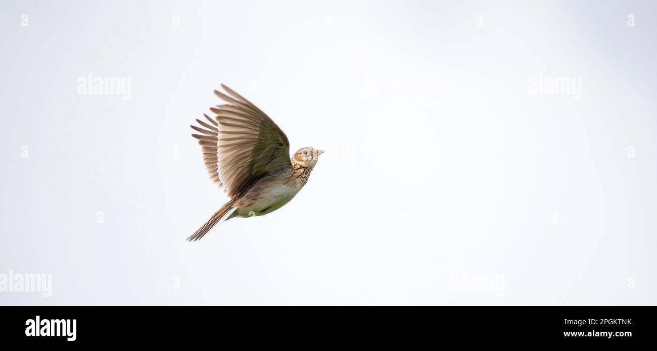 The Eurasian skylark Alauda arvensis in flight, the best photo Stock ...