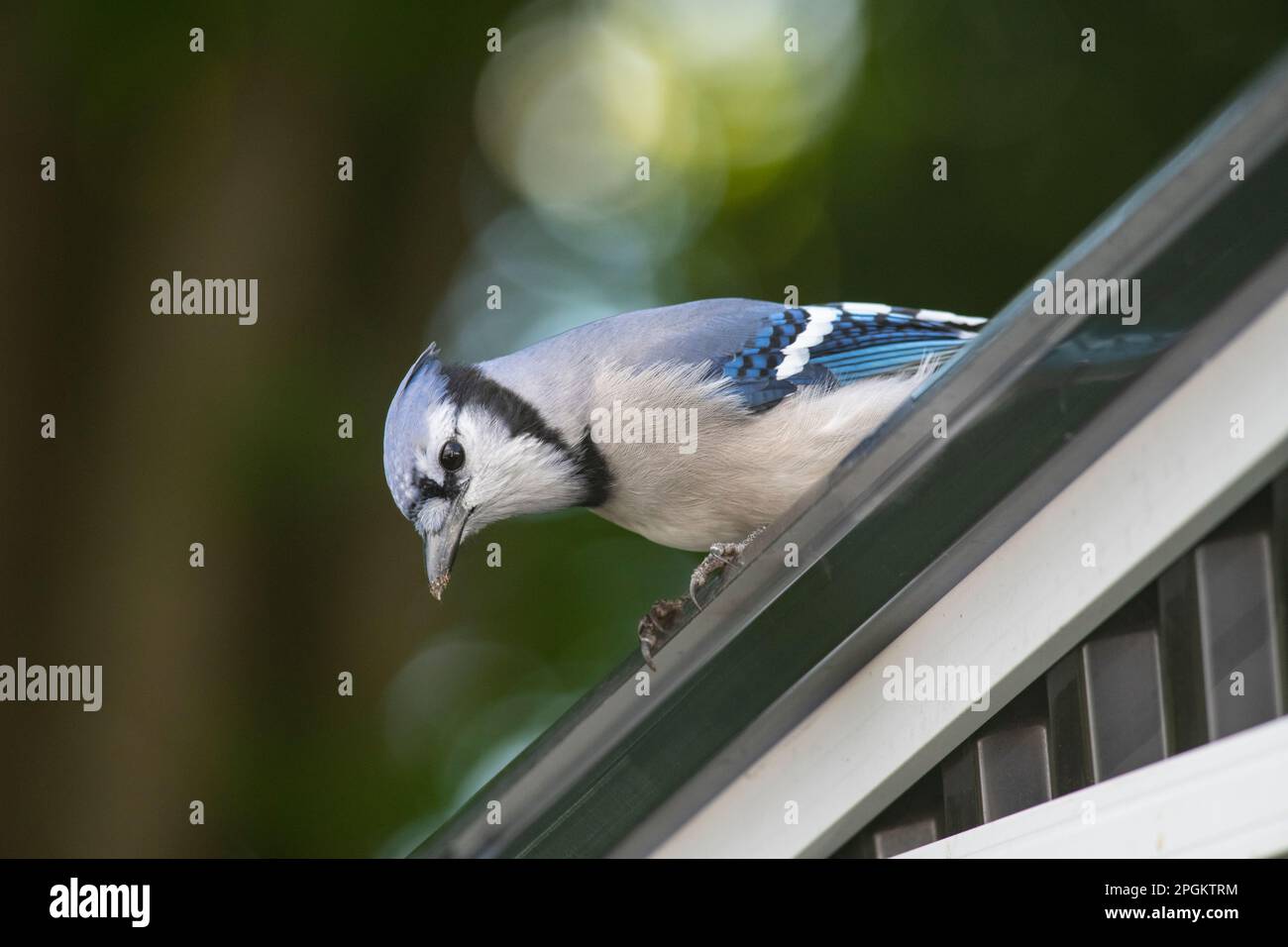 Blue Jay searching for food, sitting on branch or on bird feeders ...