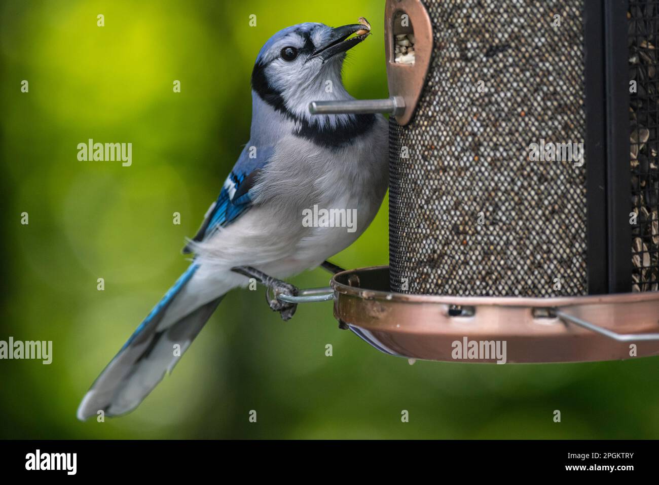 Blue Jay searching for food, sitting on branch or on bird feeders ...