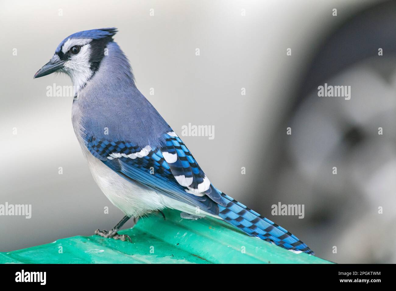 Blue Jay searching for food, sitting on branch or on bird feeders ...
