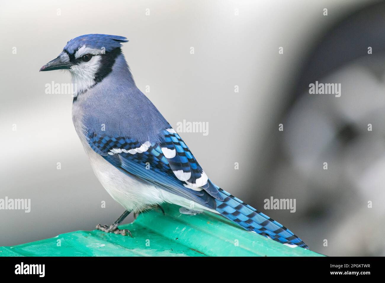Blue Jay searching for food, sitting on branch or on bird feeders ...