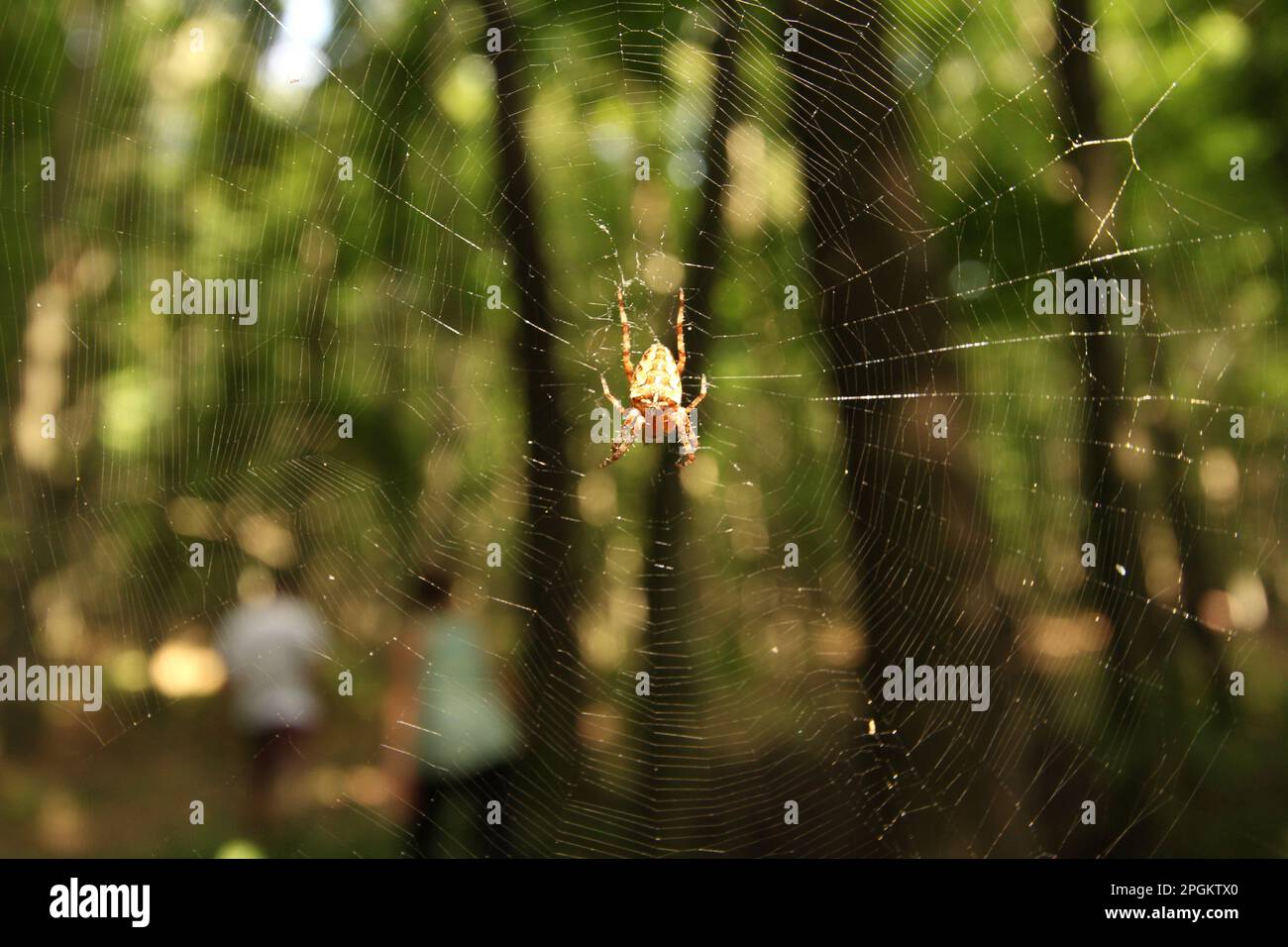 European garden spider in the forest. People in the background Stock ...