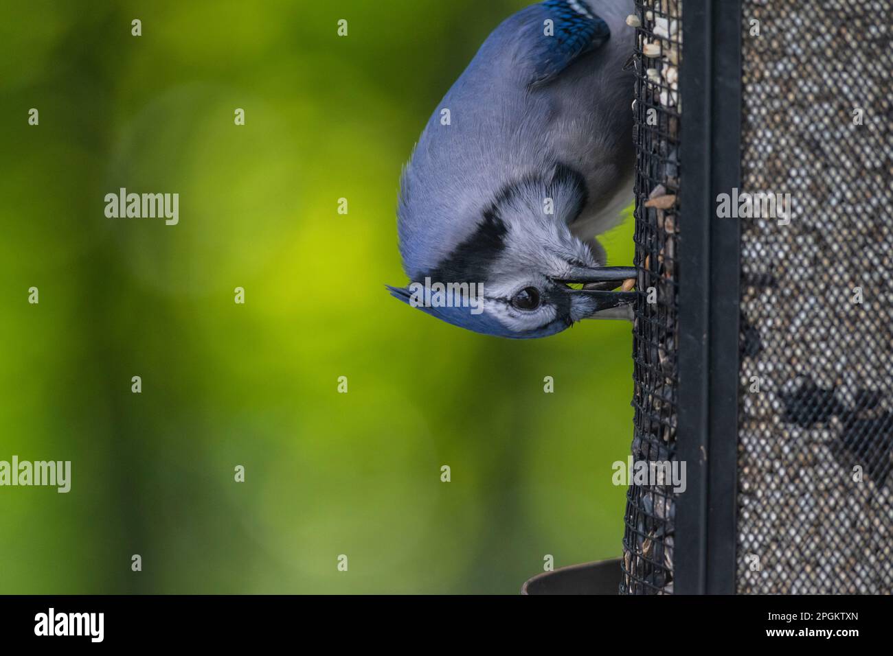 Blue Jay searching for food, sitting on branch or on bird feeders ...