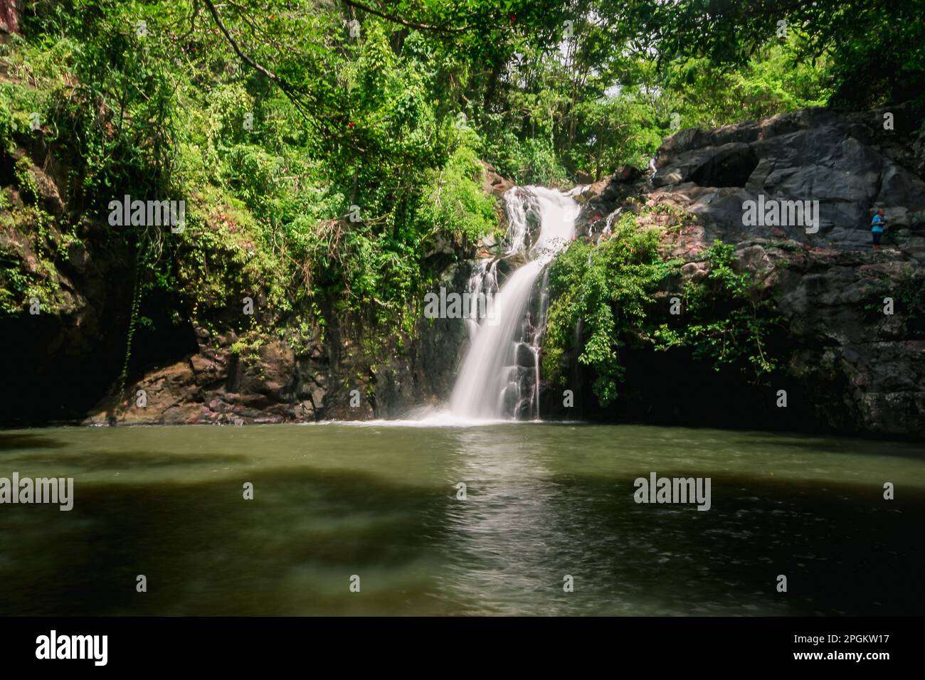 Powerful forest from below hi-res stock photography and images - Alamy