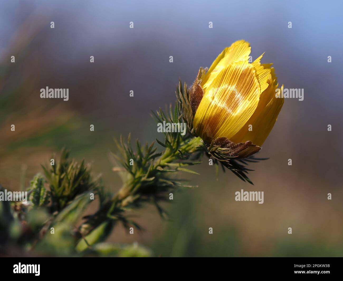 Pheasant's eye, adonis vernalis, a plant with yellow flowers blooming ...