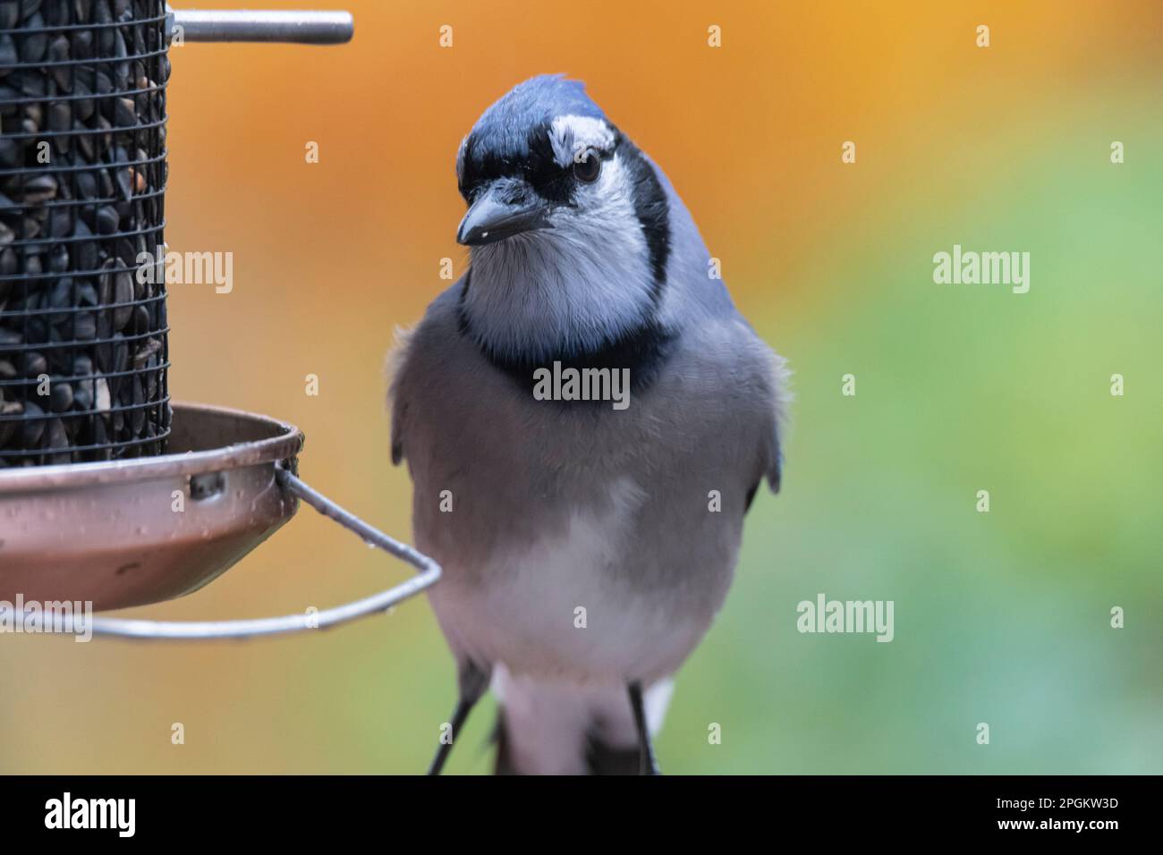 Blue Jay searching for food, sitting on branch or on bird feeders ...